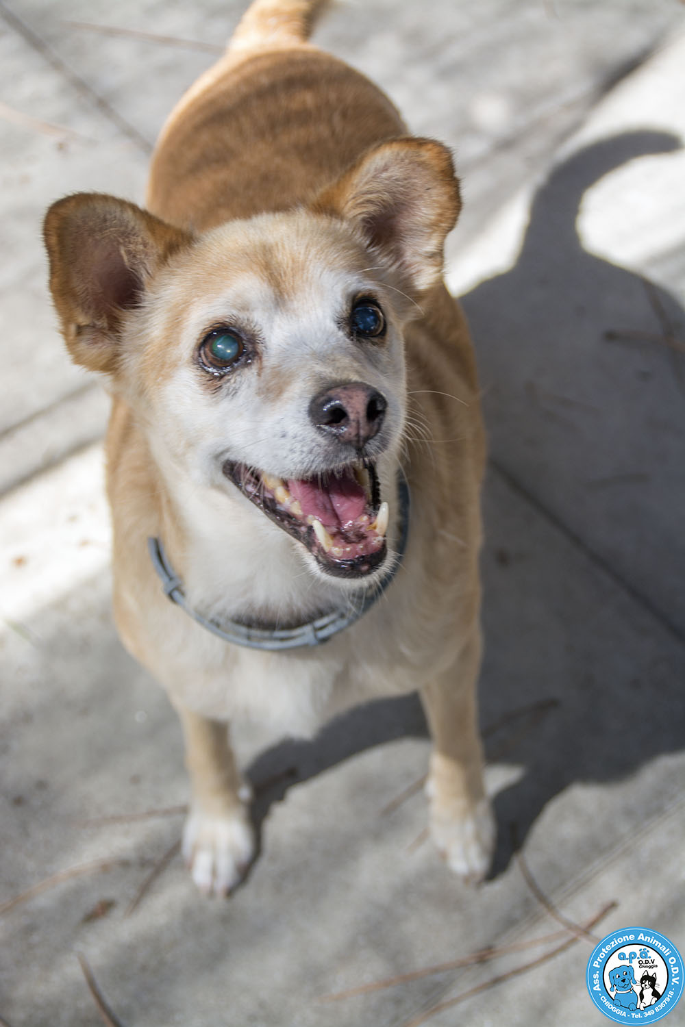 Dolcezza In Miniatura, Cuore Gigante: Scegli Billy! cane a Chioggia in Regalo